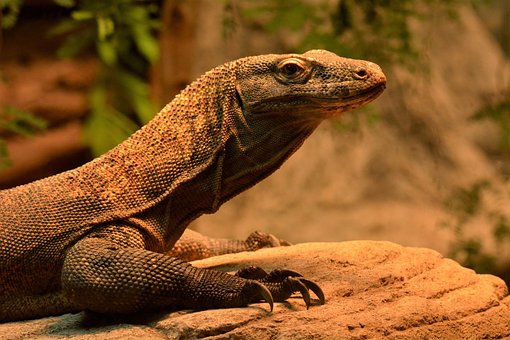 Komodo Dragon, Lizard, Reptile. Free Stock Video - Pixabay