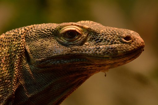 Komodo Dragon, Lizard, Reptile. Free Stock Video - Pixabay