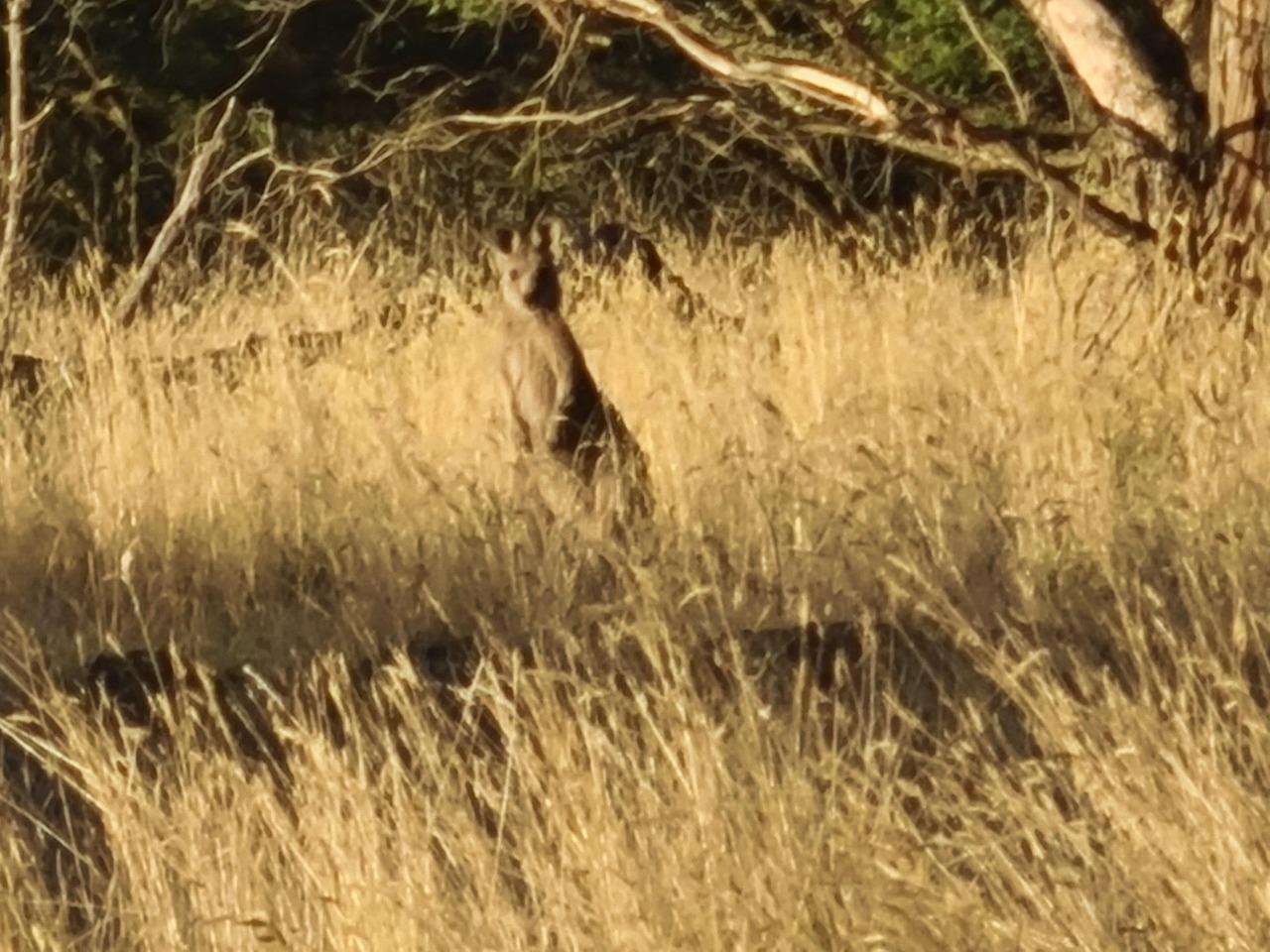 Kangourou Australie Wallaroo - Photo gratuite sur Pixabay - Pixabay