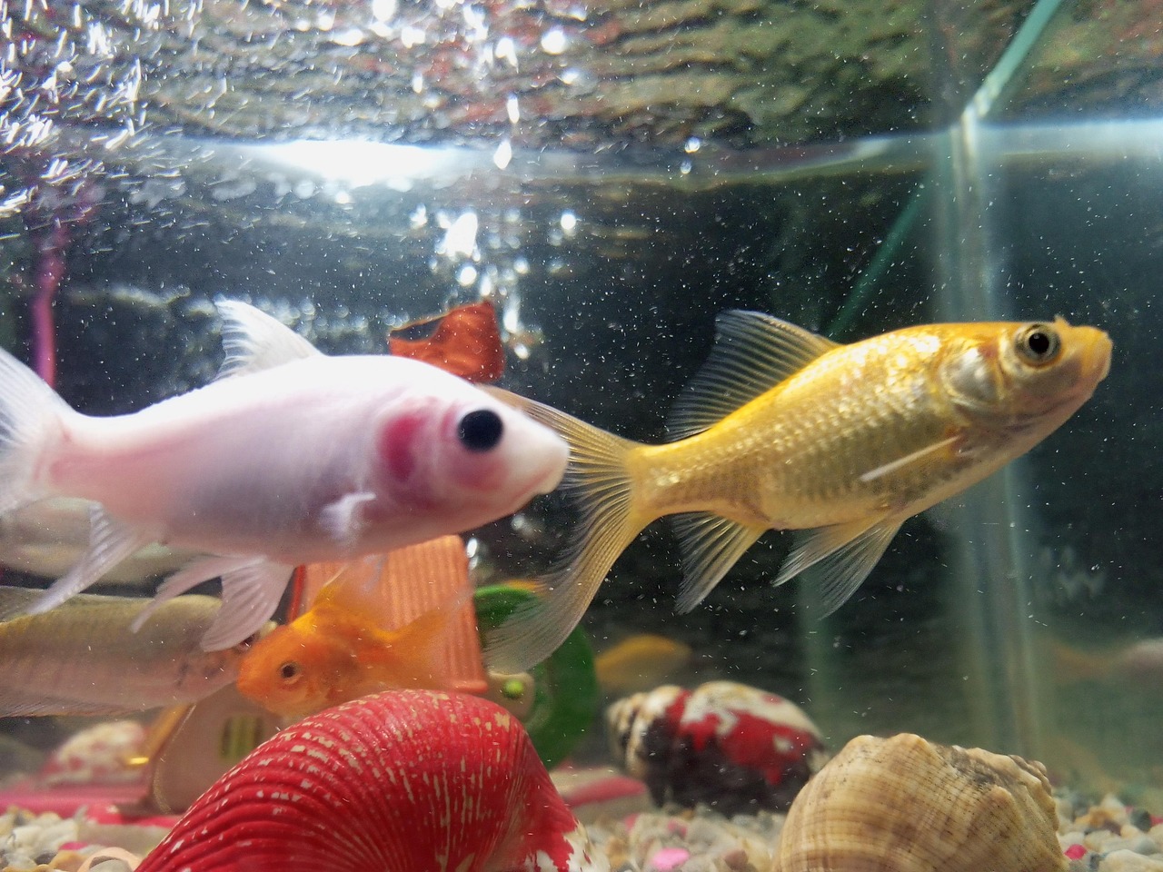 L'Eau Char Poisson - Photo gratuite sur Pixabay - Pixabay