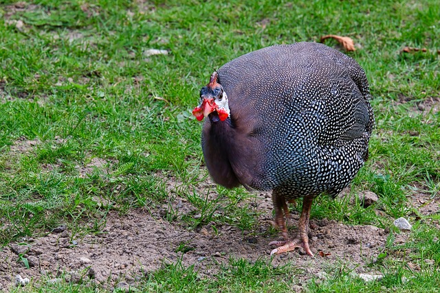 Guinea Fowl Bird Nature - Free photo on Pixabay - Pixabay