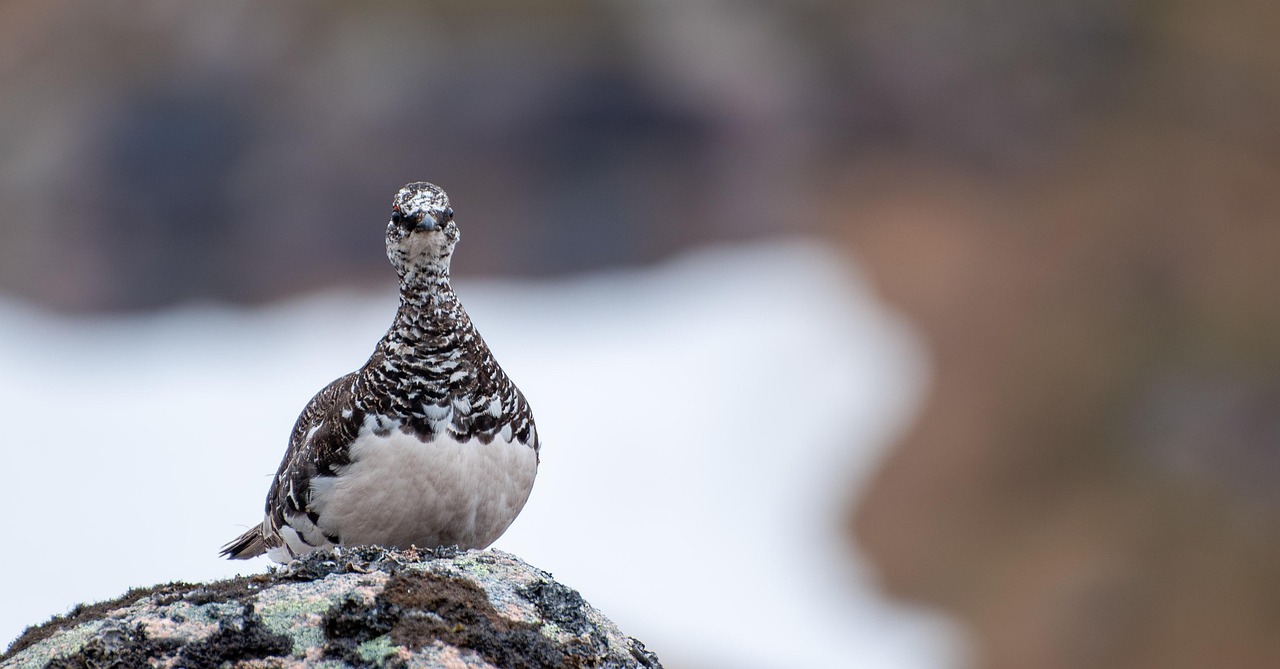 Arctic Ptarmigan