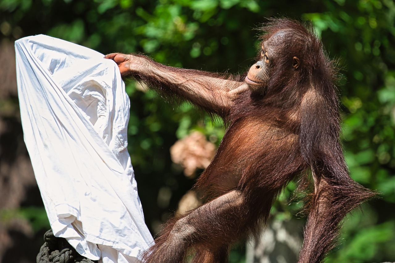 Tier Orang-Utan Affe - Kostenloses Foto auf Pixabay - Pixabay
