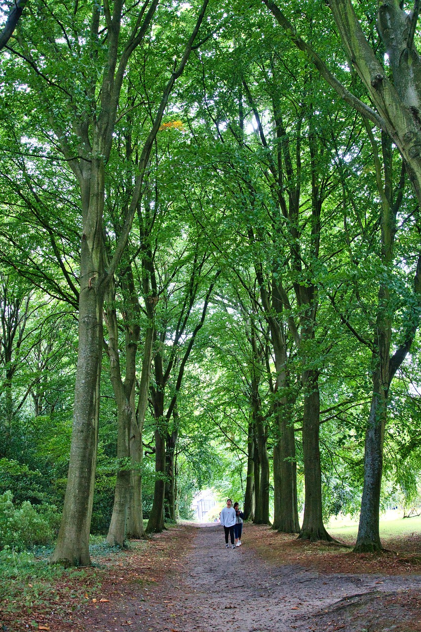 Chemin Direction Perspective En - Photo gratuite sur Pixabay - Pixabay