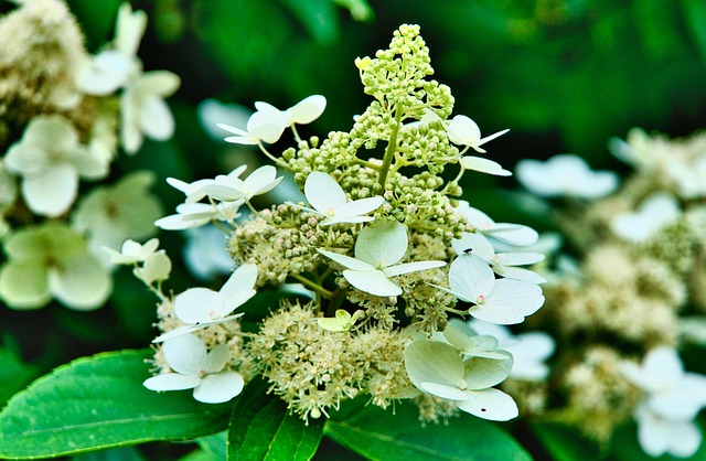 Bunga-Bunga Mekar Berbunga - Foto gratis di Pixabay - Pixabay