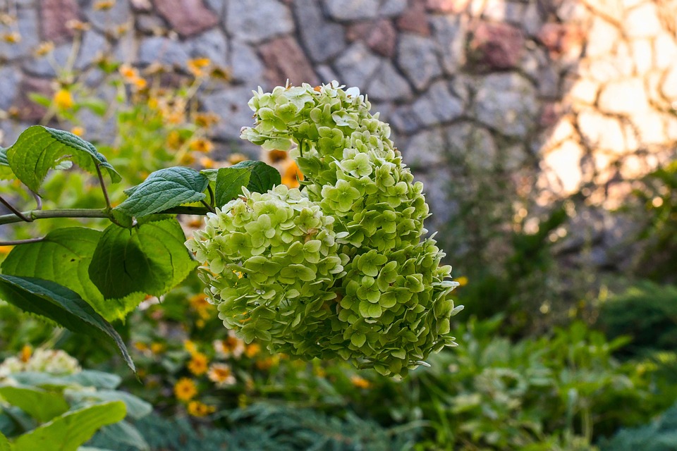 Hydrangea Tanaman Alam - Foto gratis di Pixabay - Pixabay