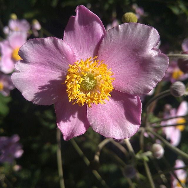 Anêmona Flor Planta Flores Cor De - Foto gratuita no Pixabay - Pixabay