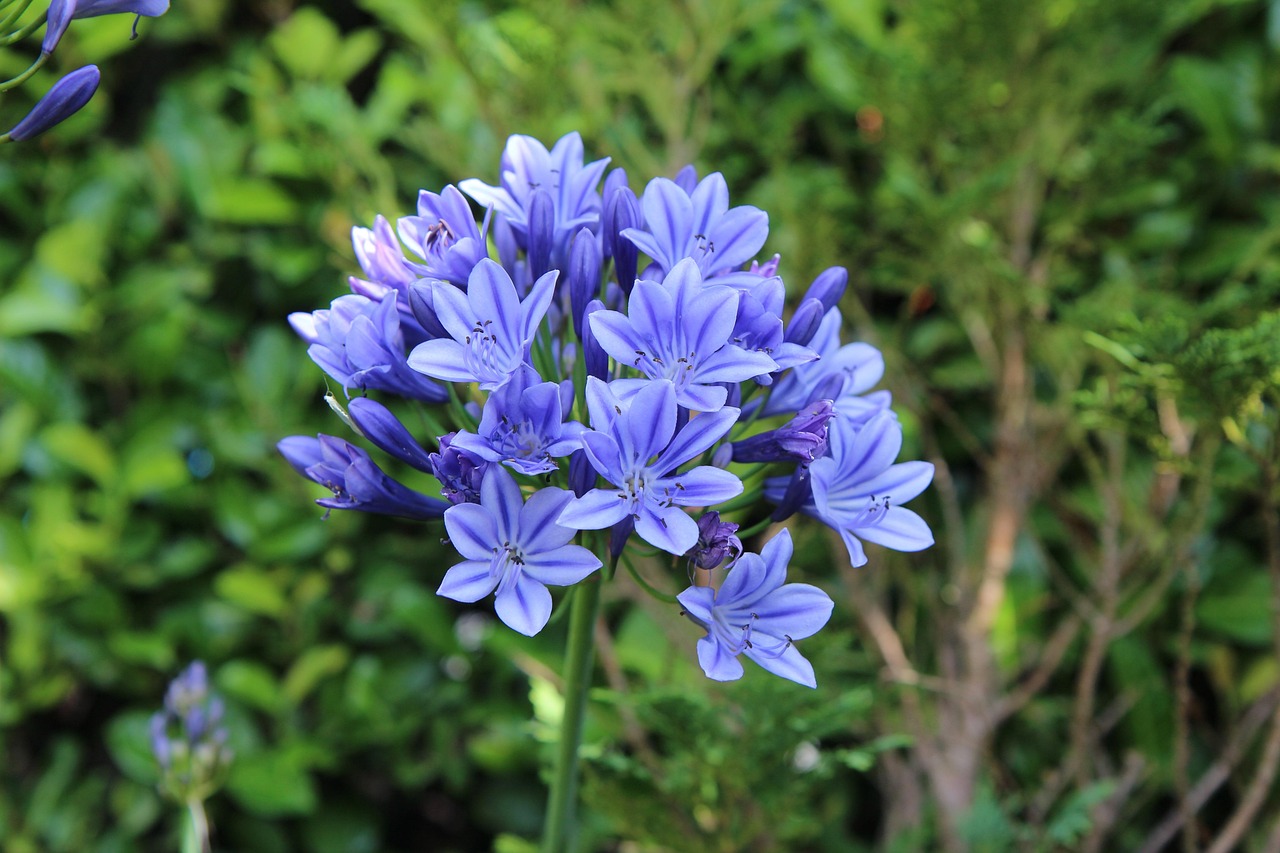 Flowers Plants Agapanthus African - Free photo on Pixabay - Pixabay