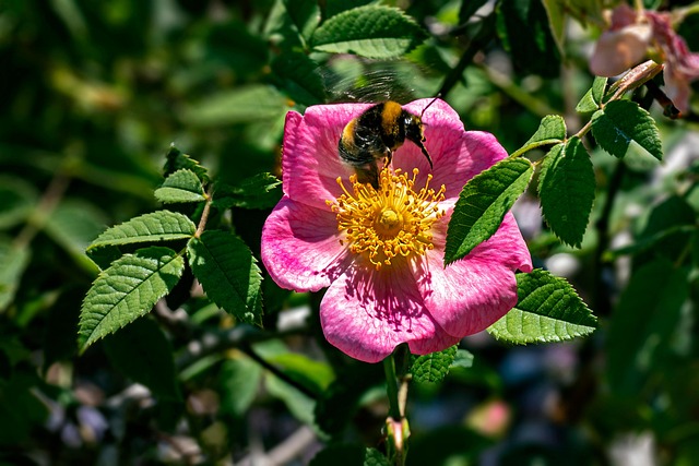 Dog-Rose Rose Flower - Free photo on Pixabay - Pixabay