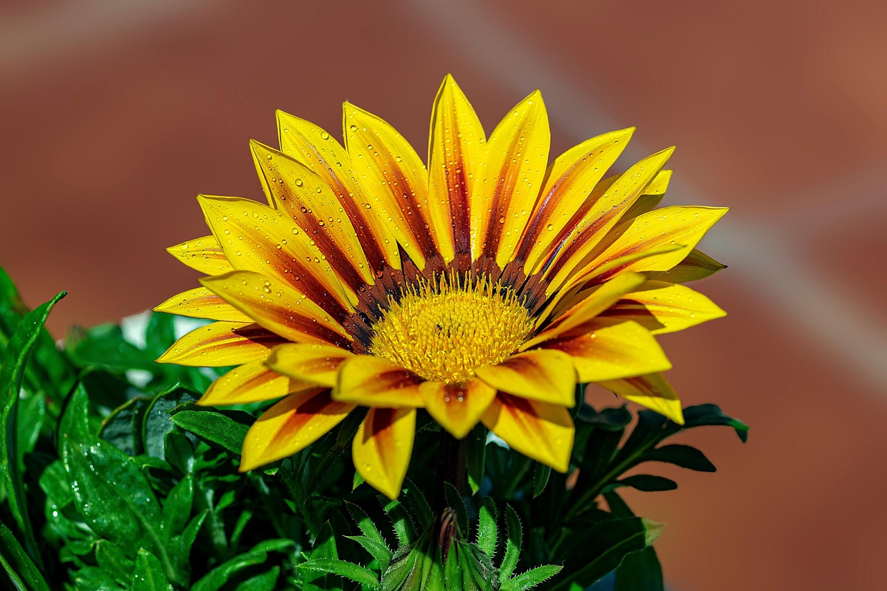 Gazania Rigens Fleur Plantes - Photo gratuite sur Pixabay - Pixabay