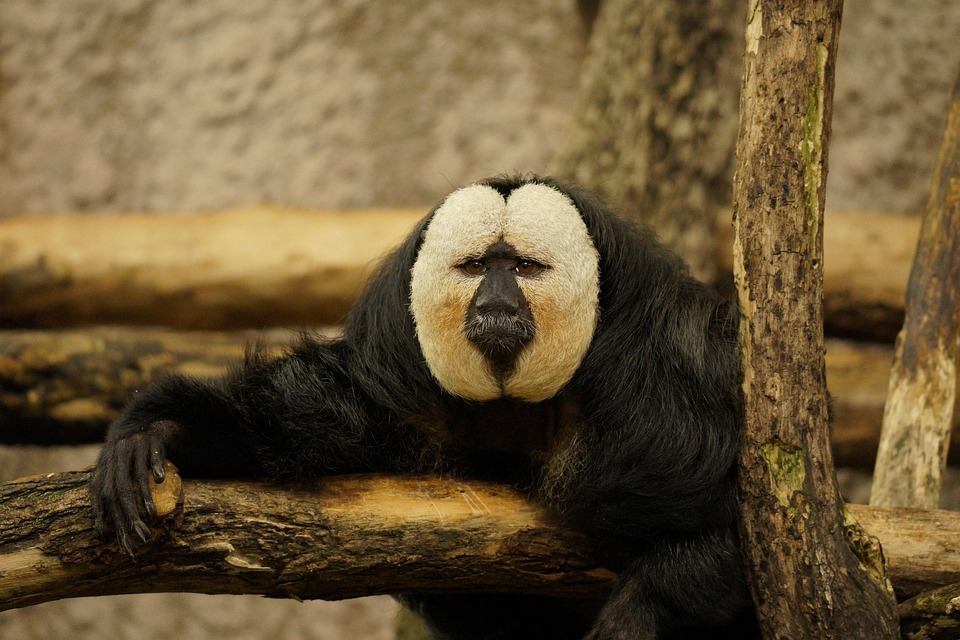 White-Faced Saki Monkey Animal - Free photo on Pixabay