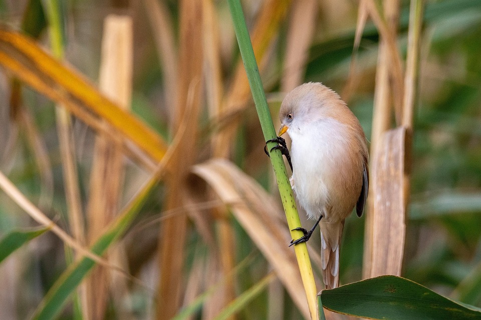 Bird Spring Nature - Free photo on Pixabay