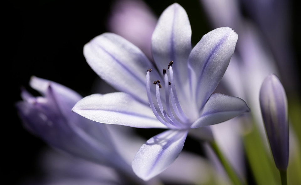 African Lily Flowers Close - Free photo on Pixabay