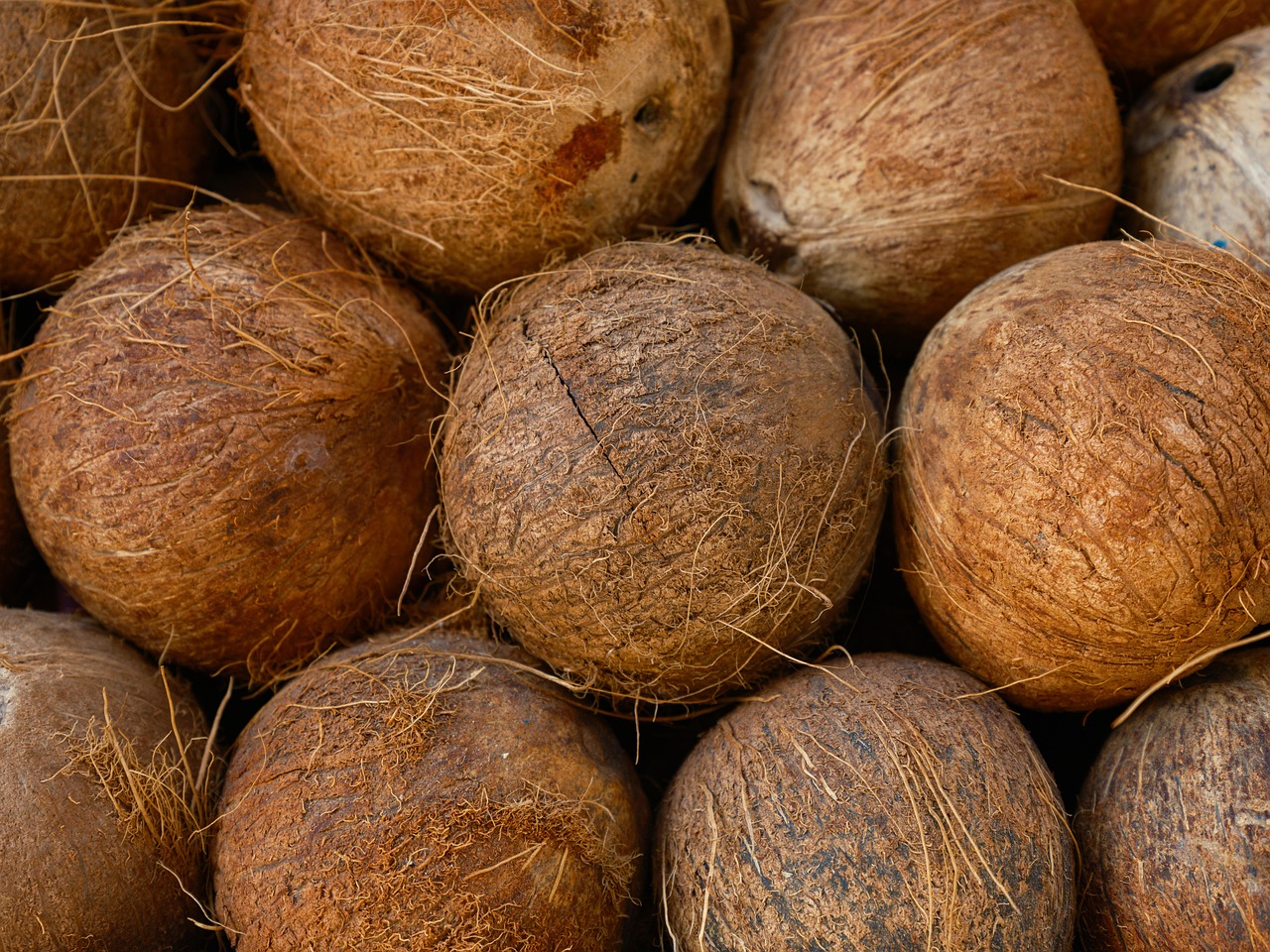 Food Coconuts Organic - Free photo on Pixabay - Pixabay