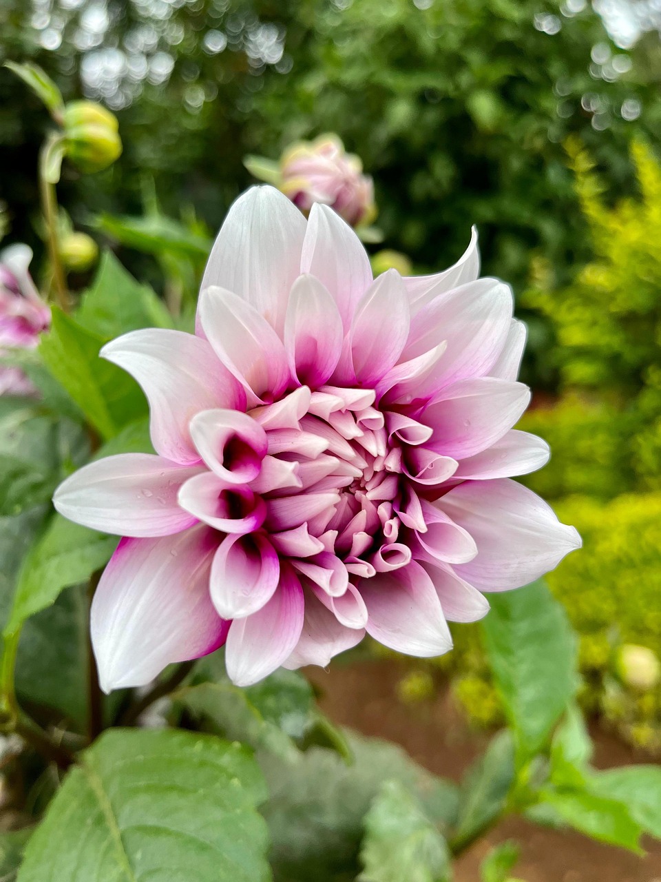 Dahlia Deep Green Fern - Free photo on Pixabay - Pixabay