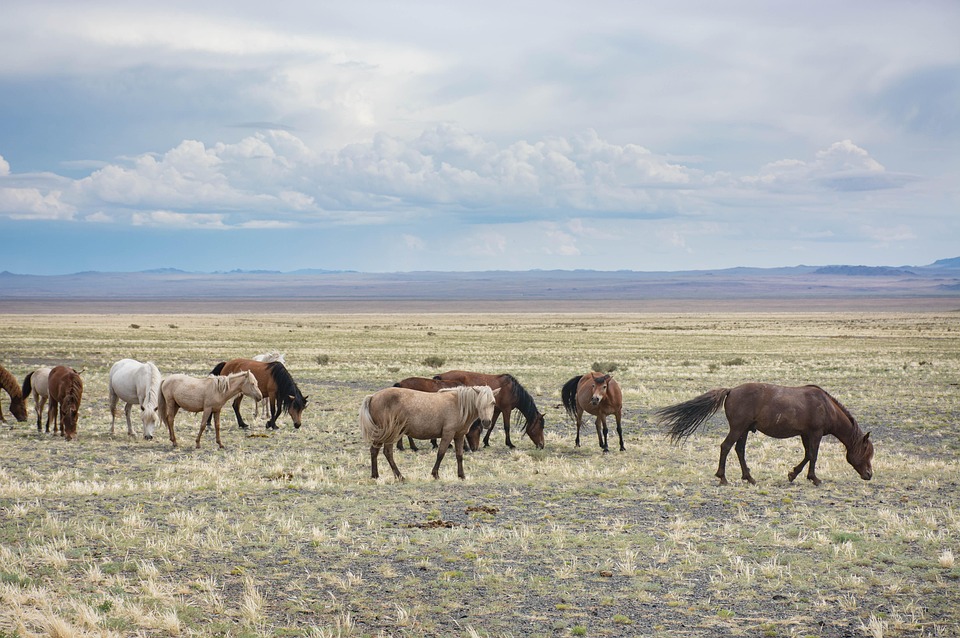 Cavalos Animal - Foto gratuita no Pixabay - Pixabay