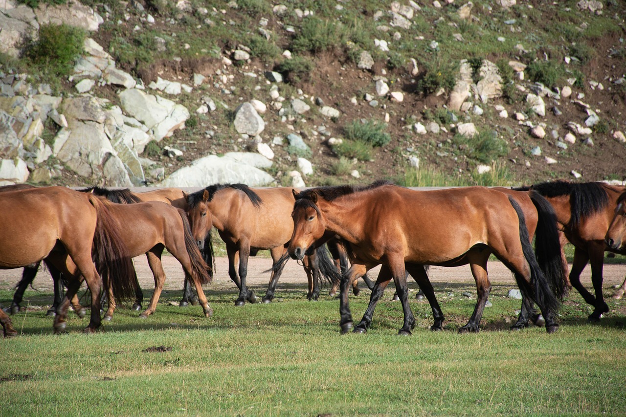 Cavalos Gado - Foto gratuita no Pixabay - Pixabay
