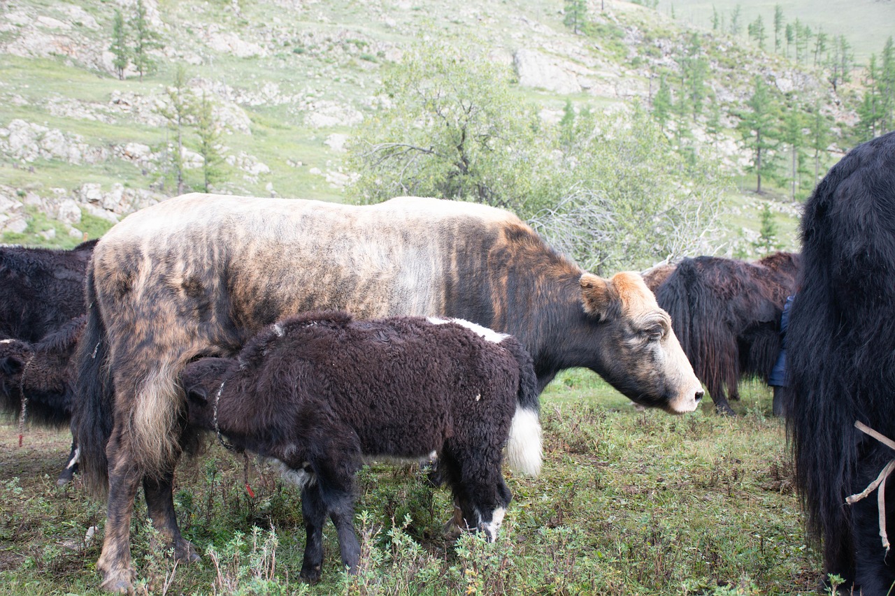 Yak Mongolie Animal - Photo gratuite sur Pixabay - Pixabay