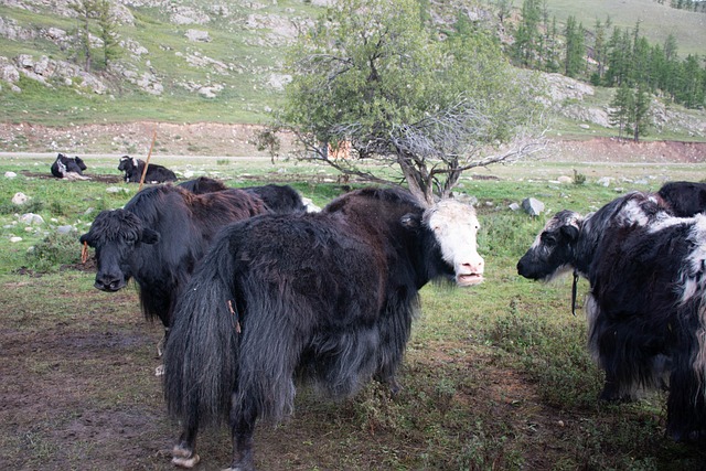 Yak Animal - Free photo on Pixabay - Pixabay