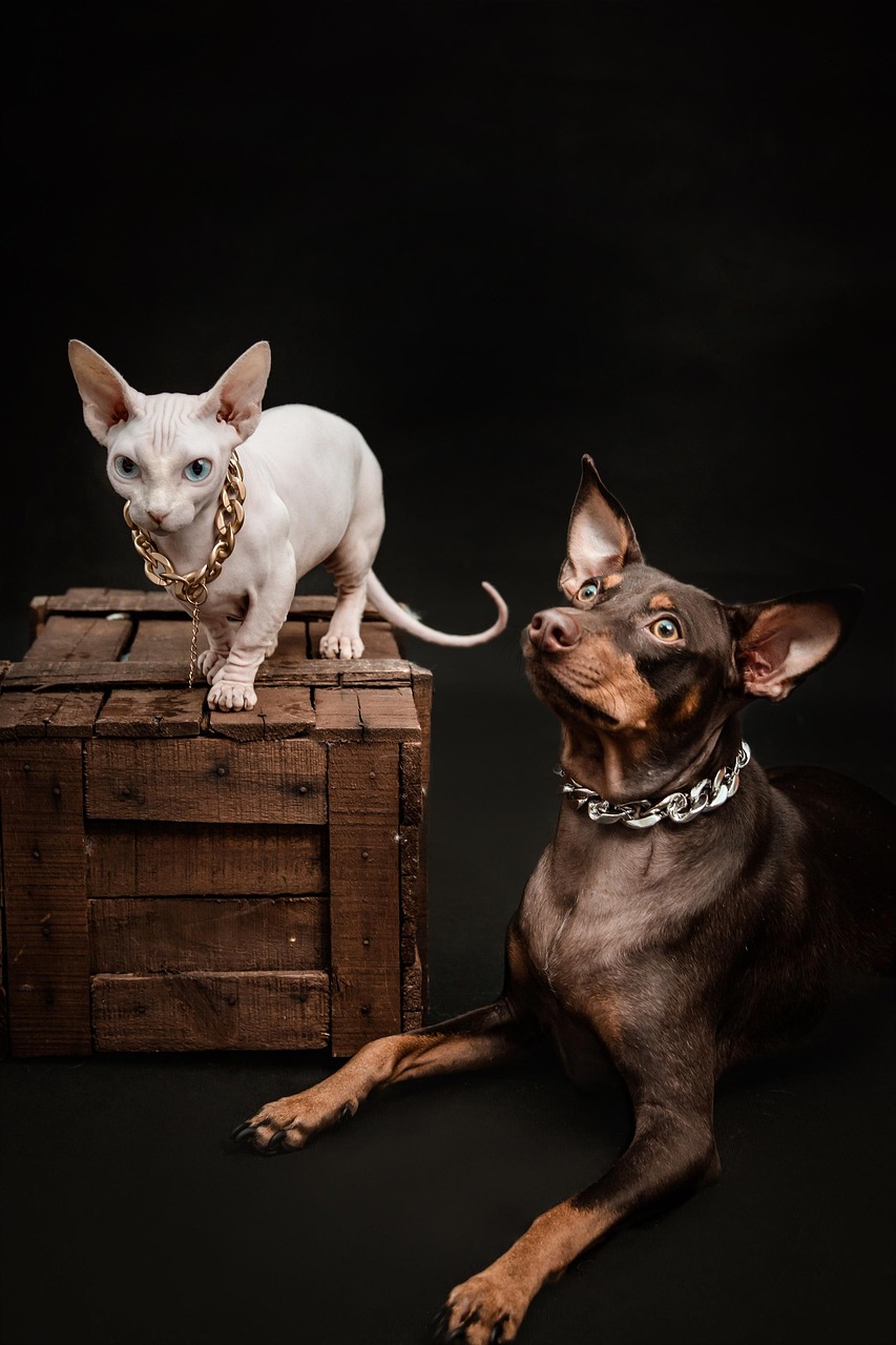 400+ Free Sphinxes & Sphinx Images - Pixabay