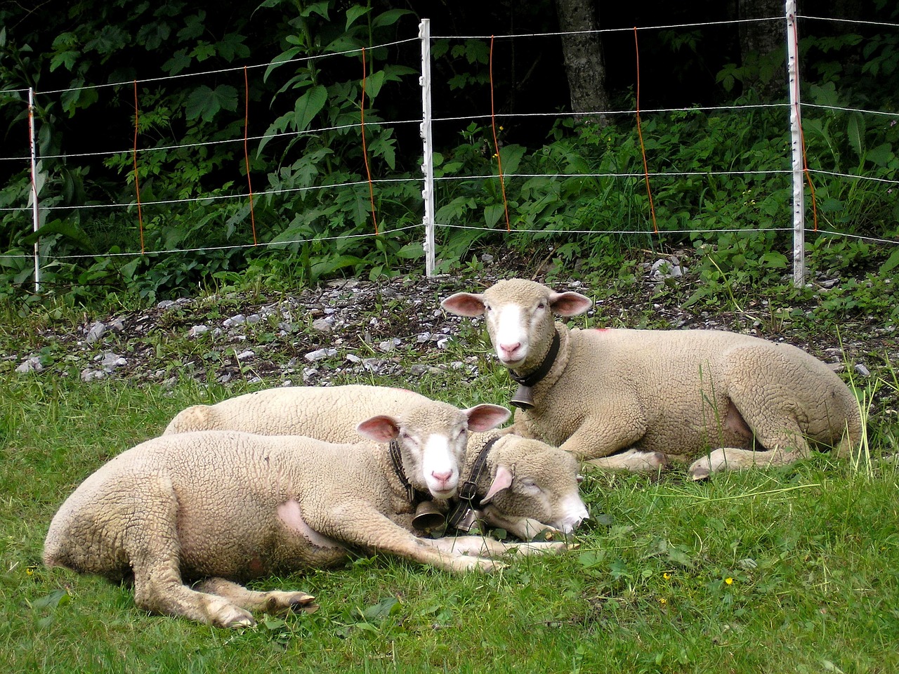 Sheep Animal Summer - Free photo on Pixabay - Pixabay