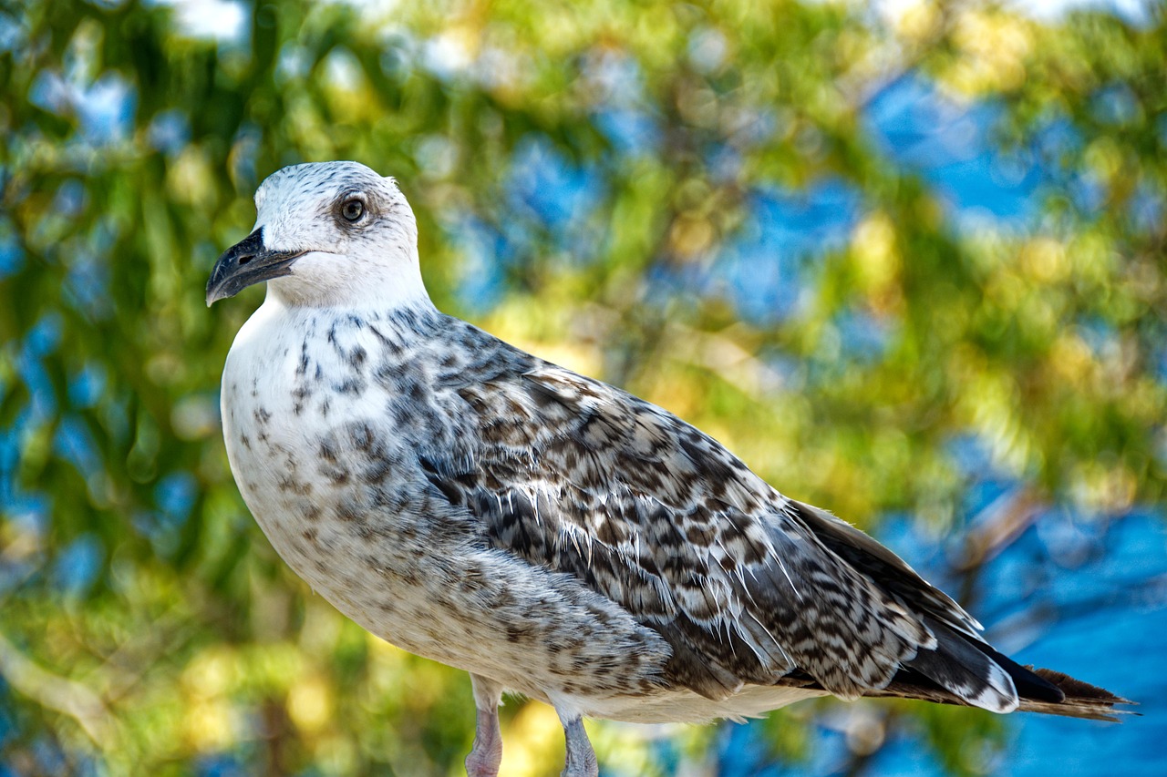 Mediterranean Gull Bird Larus - Free photo on Pixabay - Pixabay