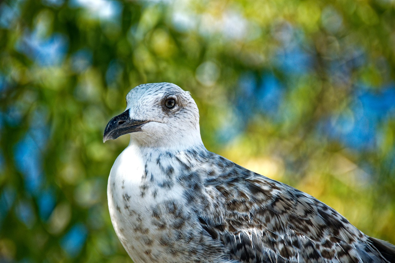 Mediterranean Gull Bird Larus - Free photo on Pixabay