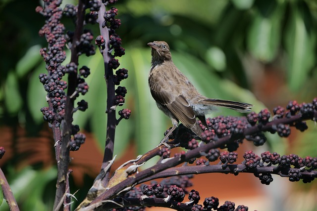 Pearly-Eyed Thrasher Tropical Bird - Free photo on Pixabay - Pixabay