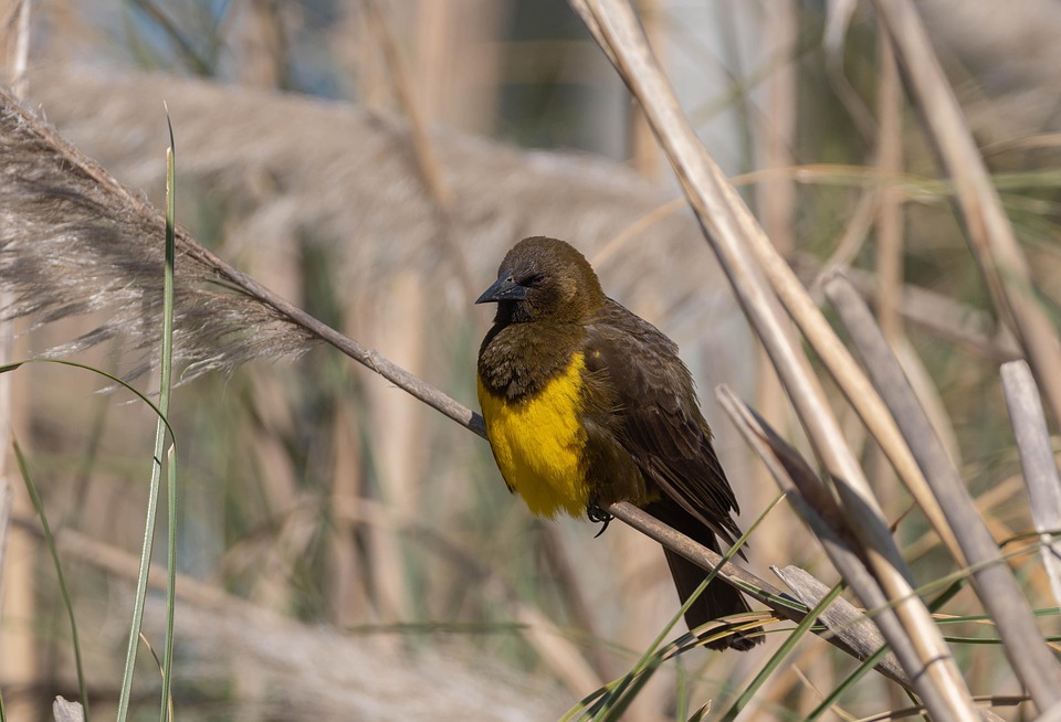 Brown-And-Yellow Marshbird Bird - Free photo on Pixabay
