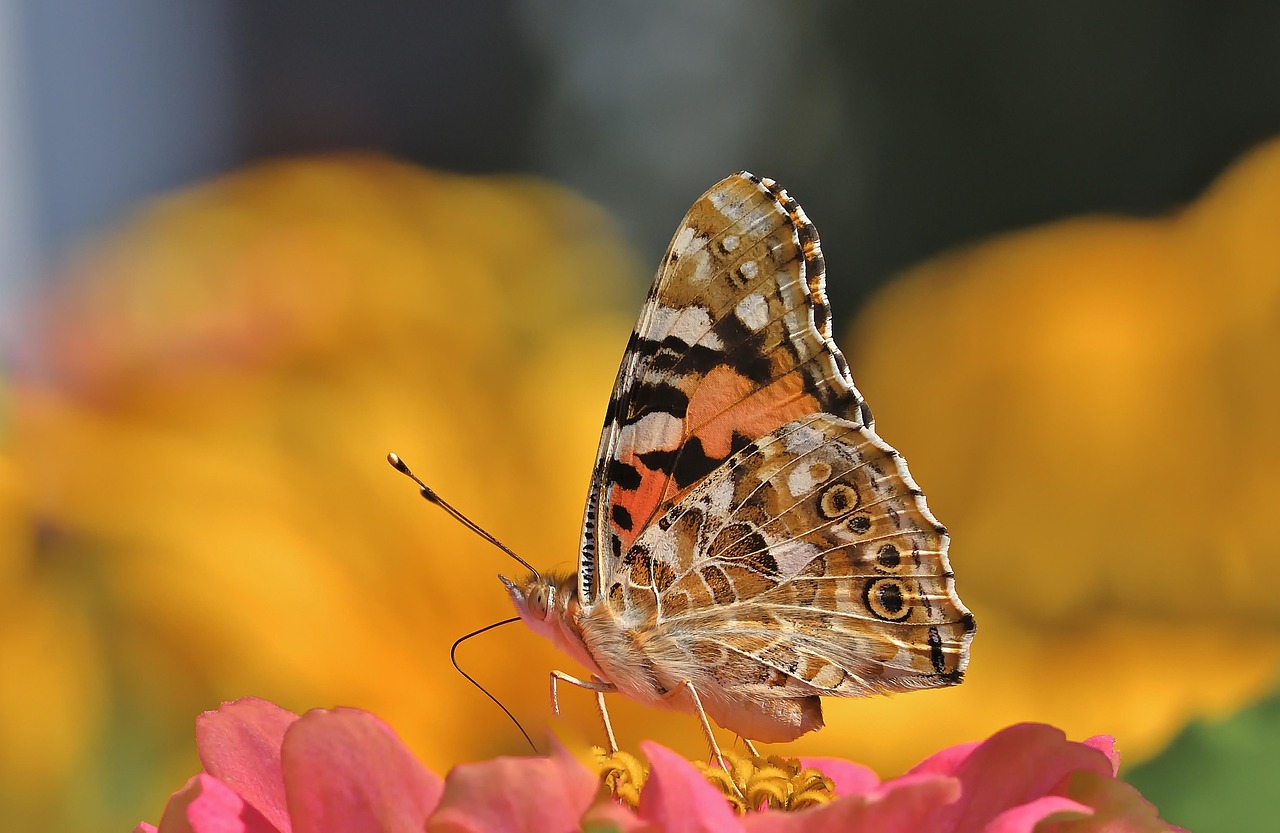 Vanessa Cardui Butterfly Peregrine - Free photo on Pixabay