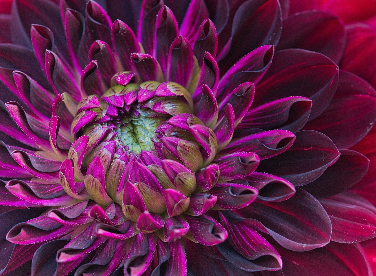 Purple Dahlias Flowers Wallpaper Desktop Dahlia Wallpapers Wallpaper