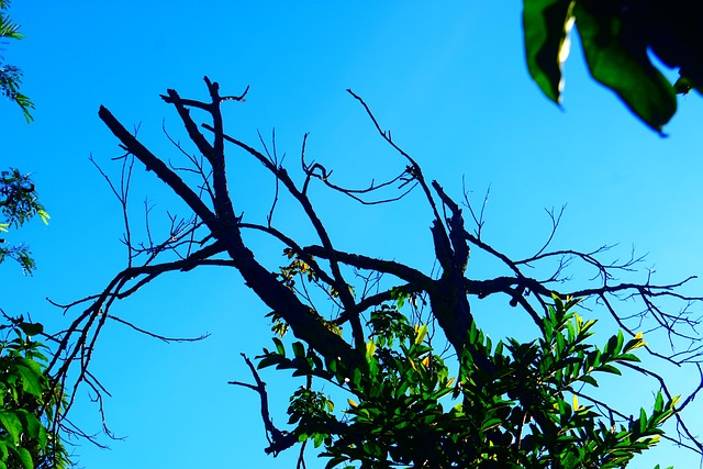 Verde Tropical Natureza - Foto gratuita no Pixabay - Pixabay