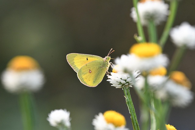 Papillon Jaune Assombri - Photo gratuite sur Pixabay - Pixabay