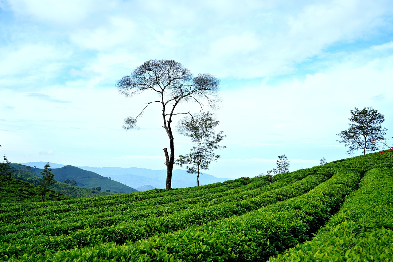 300+ Free Tea Tree & Tea Garden Images - Pixabay