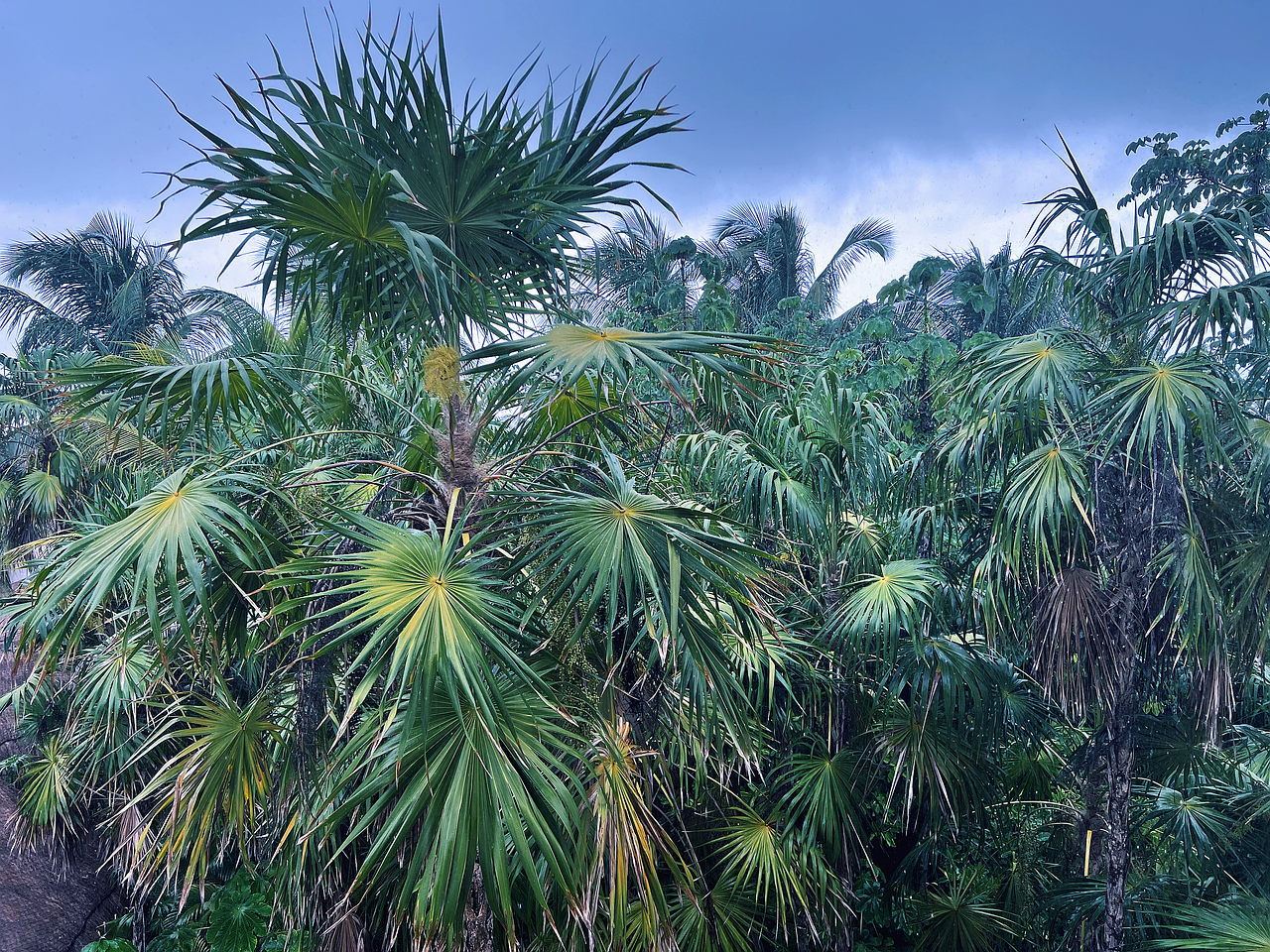 Download Palm Trees, Tropical, Nature. Royalty-Free Stock Illustration ...