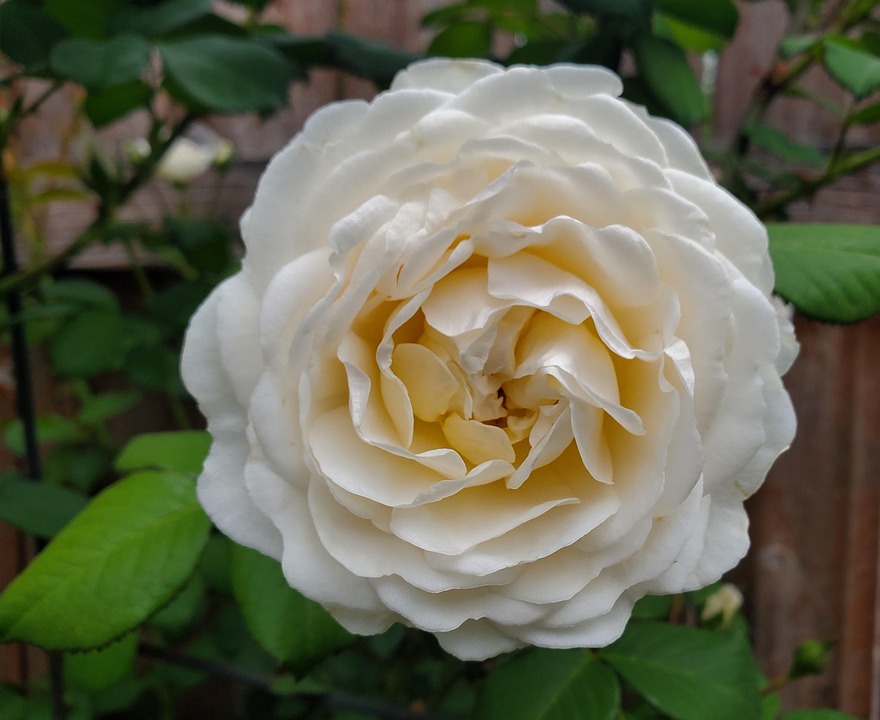 Rose Fleur Flore - Photo gratuite sur Pixabay - Pixabay
