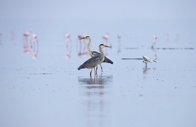 Heron Abu Bangau Wader Burung - Foto gratis di Pixabay - Pixabay