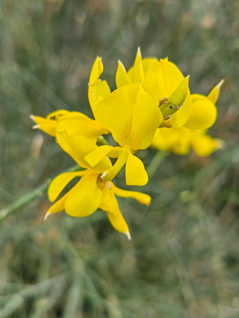 Bunga Kuning Flora Detail - Foto gratis di Pixabay - Pixabay