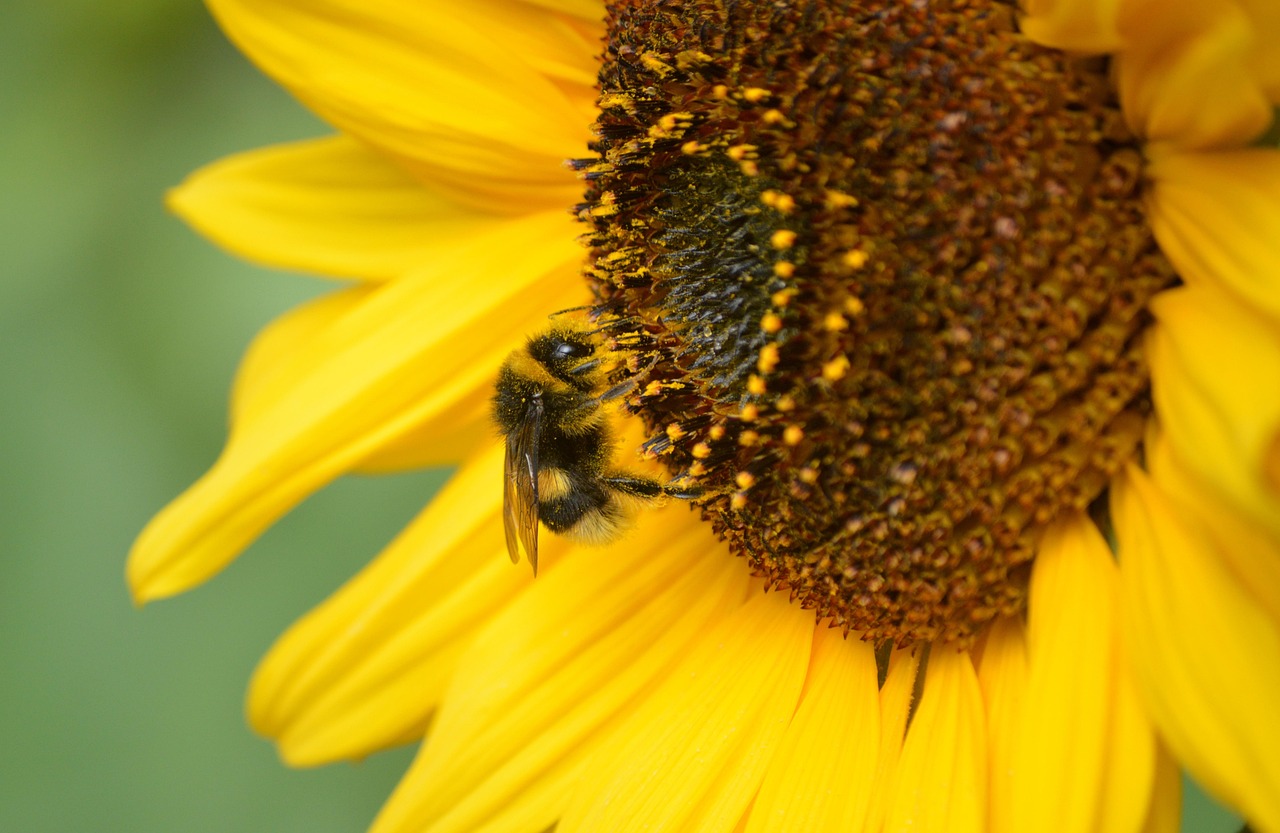 Sunflower Bee Insect - Free photo on Pixabay
