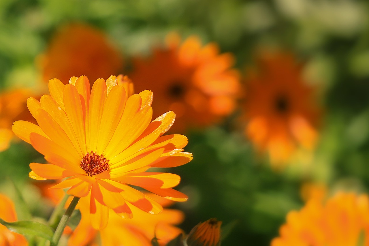 Souci Fleur Plantes - Photo gratuite sur Pixabay - Pixabay