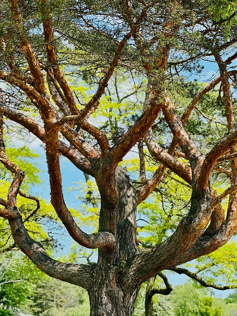 Tree Trunk Branches - Free photo on Pixabay - Pixabay