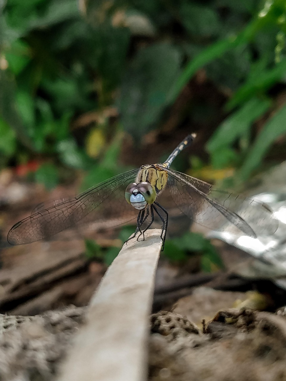 Libellule Insecte Libellules - Photo gratuite sur Pixabay - Pixabay