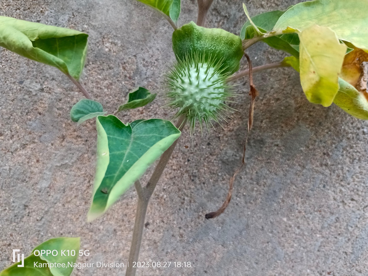 Verwunderlich Datura Thorn Apple Bilder