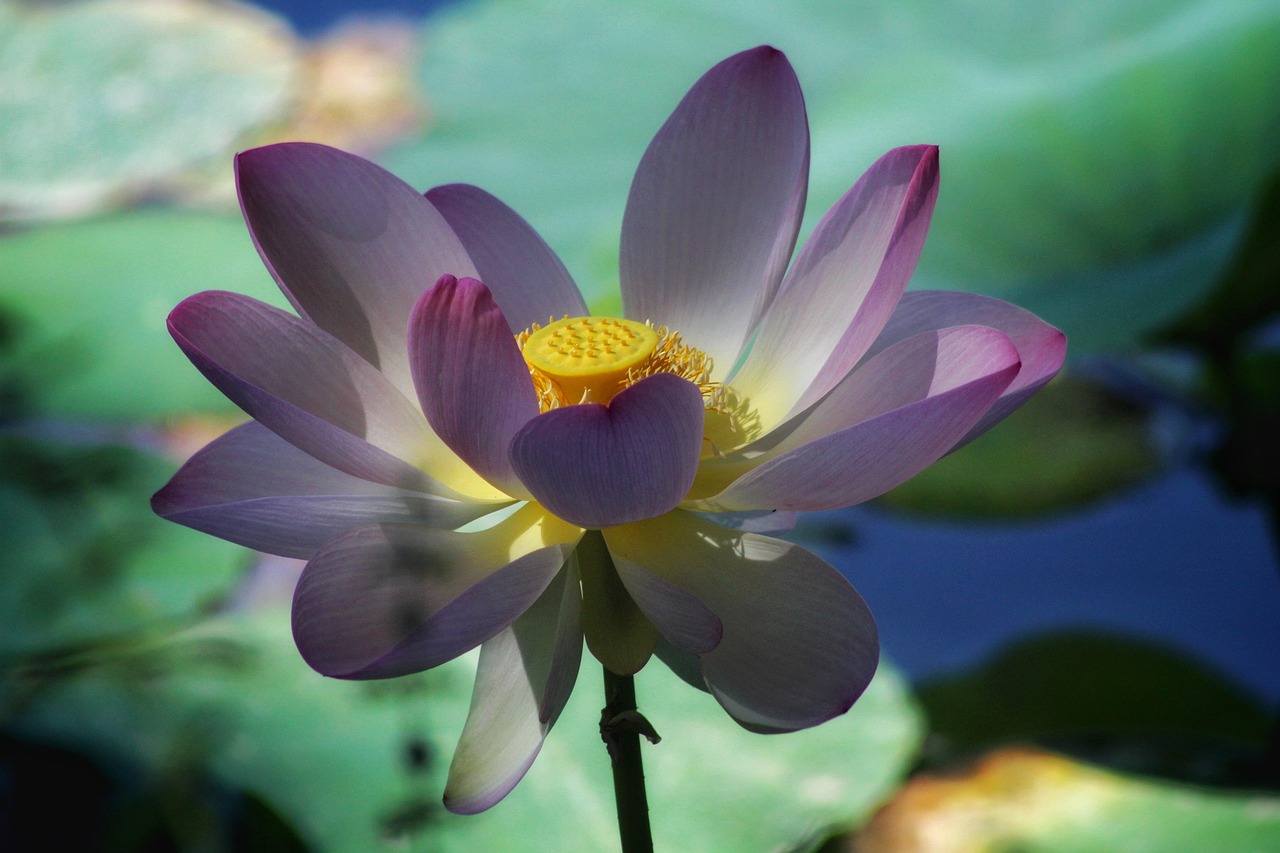 Loto Del Nilo Agua Flor - Foto gratis en Pixabay - Pixabay