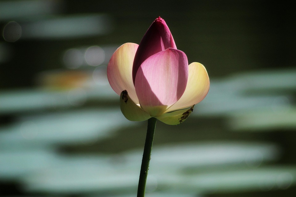Nile Lotus Water Petals - Free photo on Pixabay - Pixabay