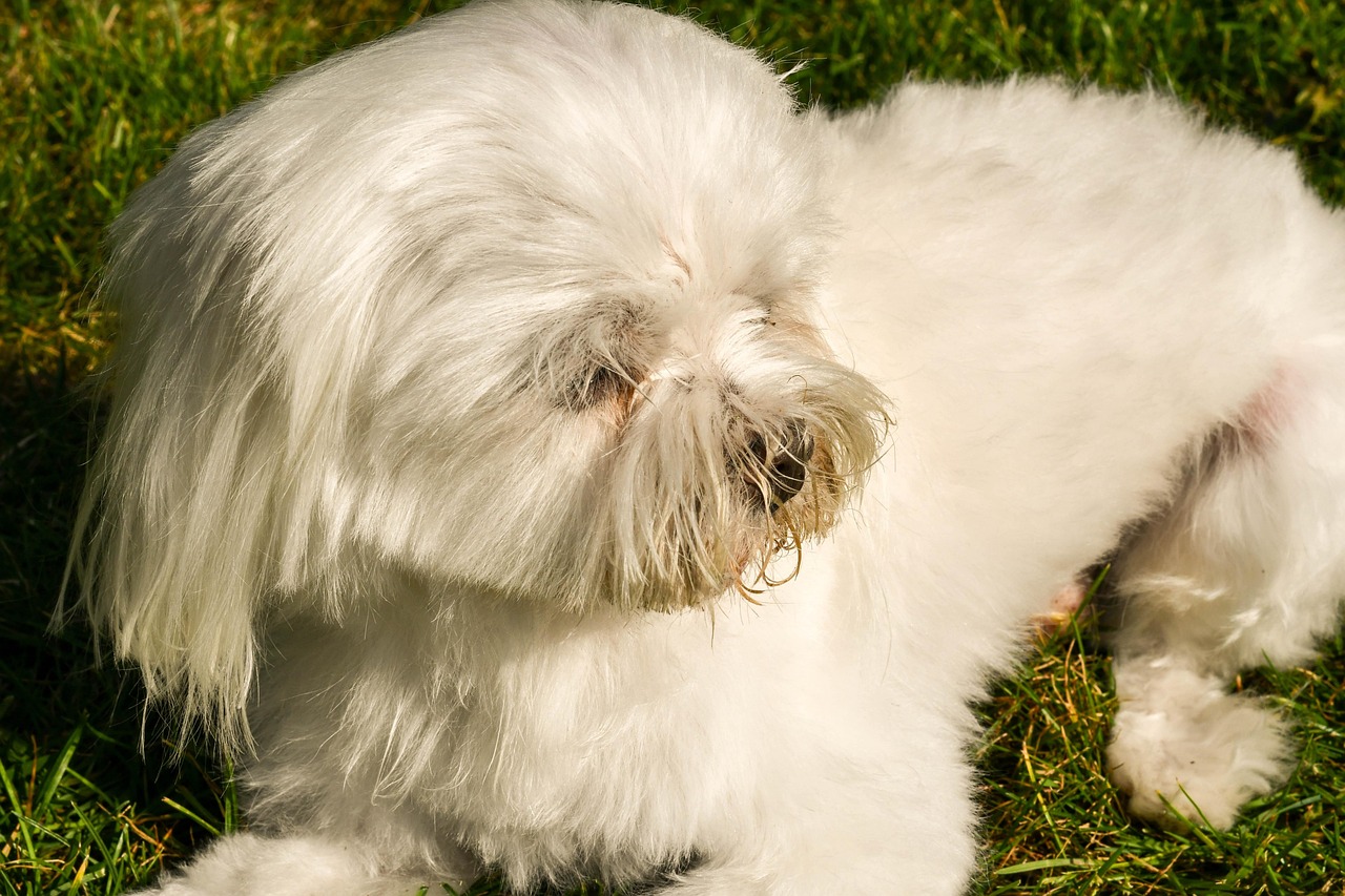 Chien Maltais Animal - Photo gratuite sur Pixabay - Pixabay