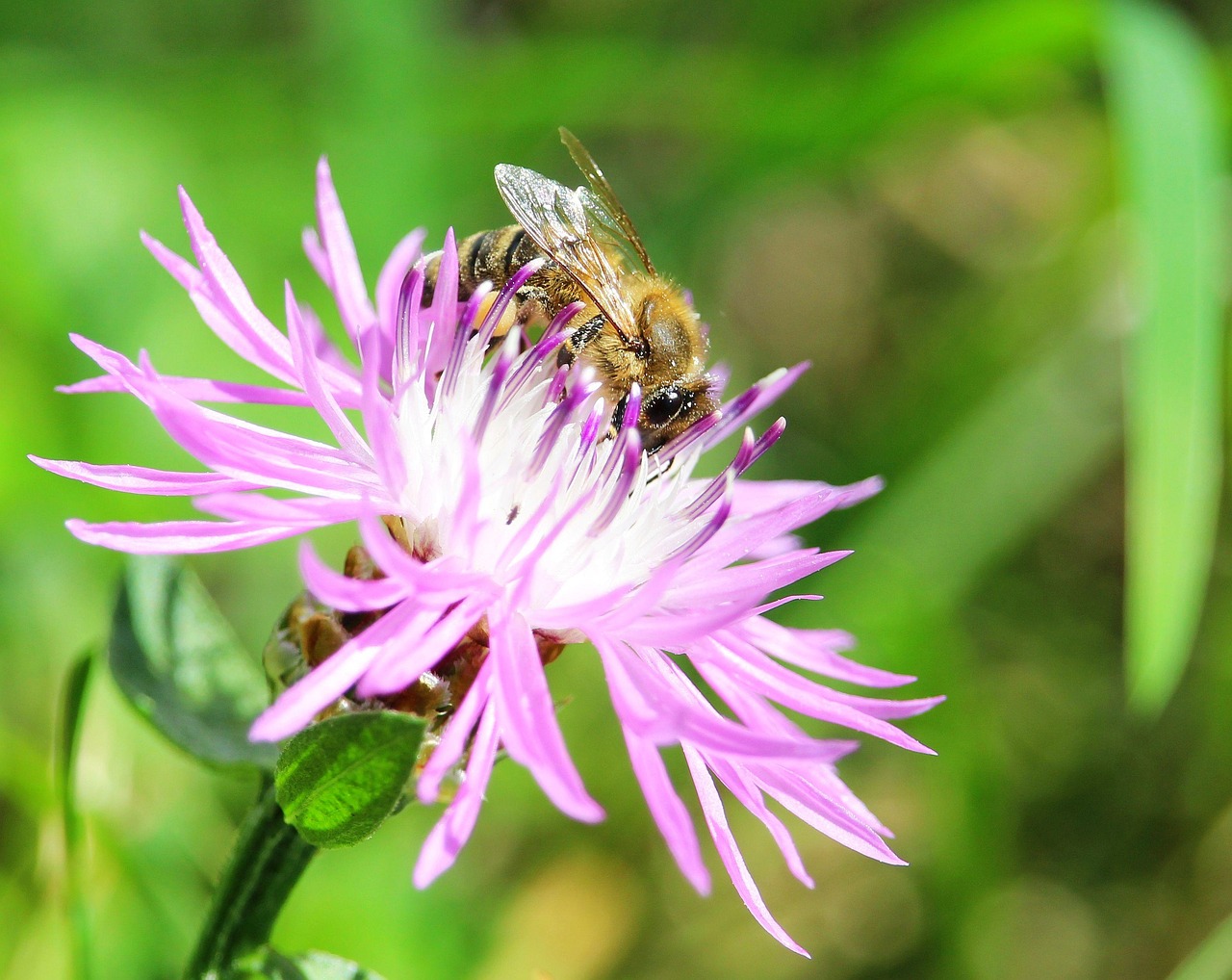 Honey Bee Brown Knapweed Flower - Free photo on Pixabay - Pixabay