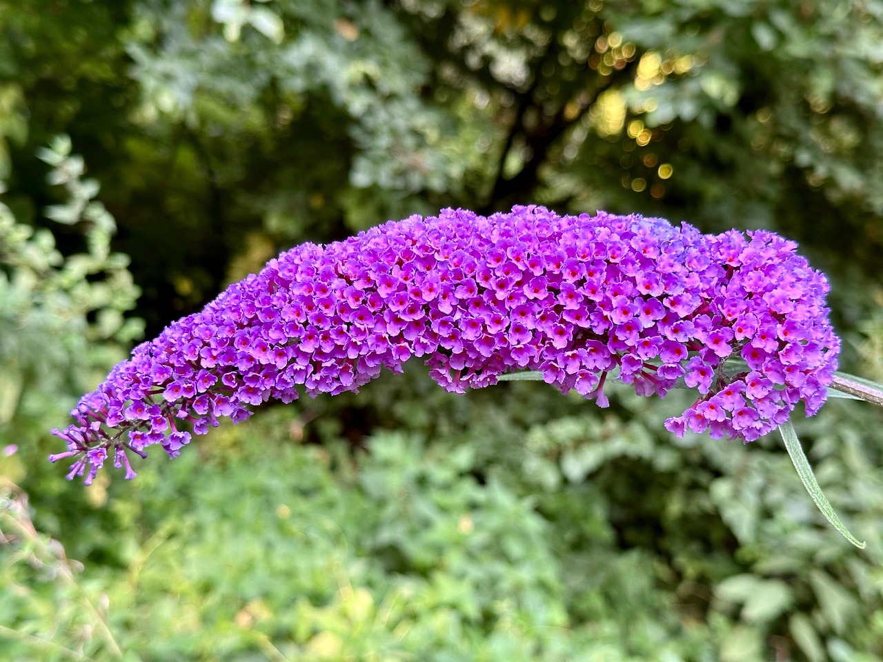 Buddleia Butterfly Lilac Flower - Free photo on Pixabay - Pixabay