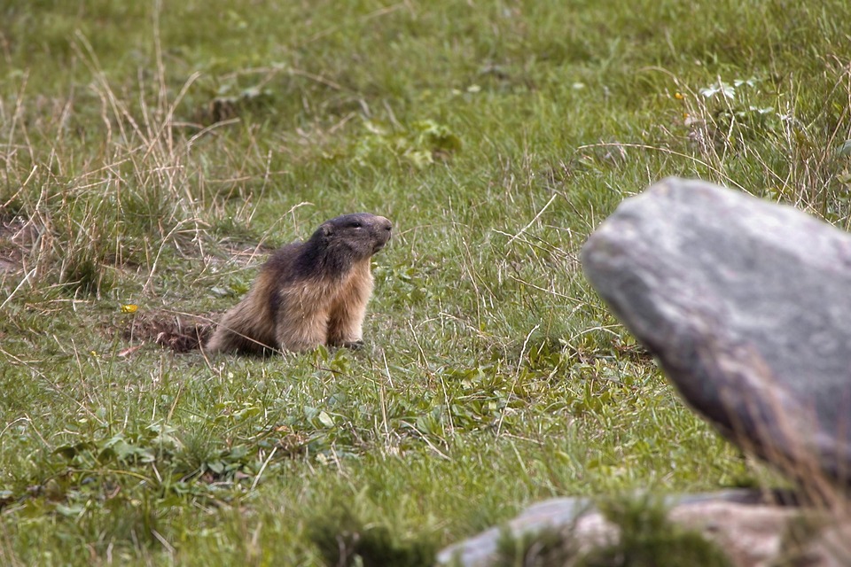 Marmot Animal Rodent Alpine - Free photo on Pixabay