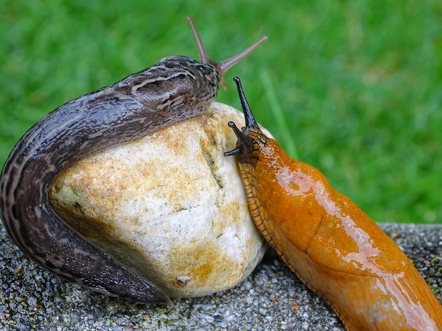 Tiger Snail Slug Mollusc Garden - Free photo on Pixabay